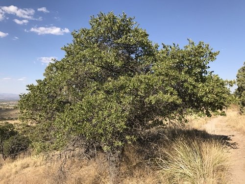 Emory Oak (Quercus emoryi) — Spadefoot Nursery, Inc.