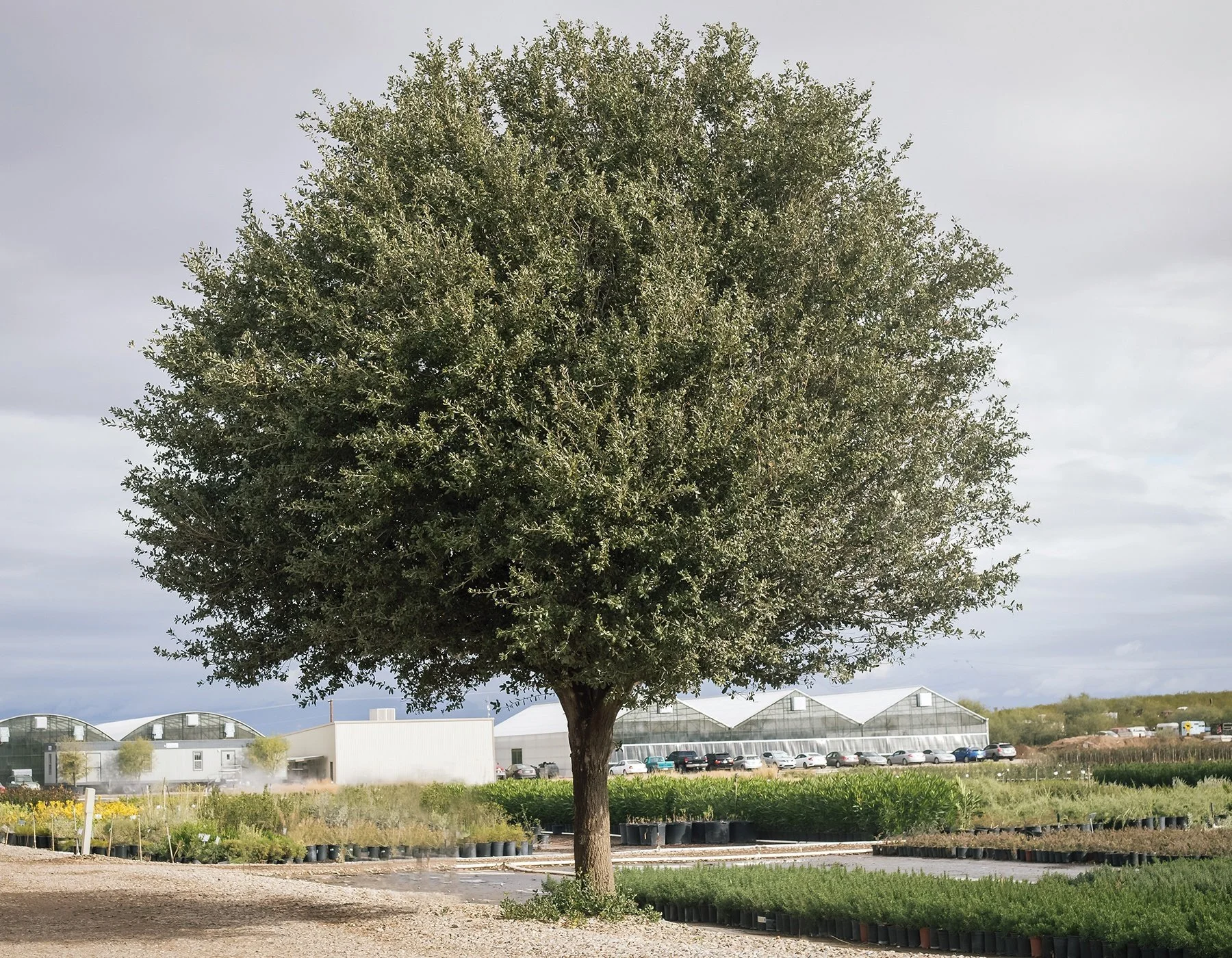Joan Lionetti Oak (Quercus virginiana x fusiformis) — Spadefoot Nursery ...