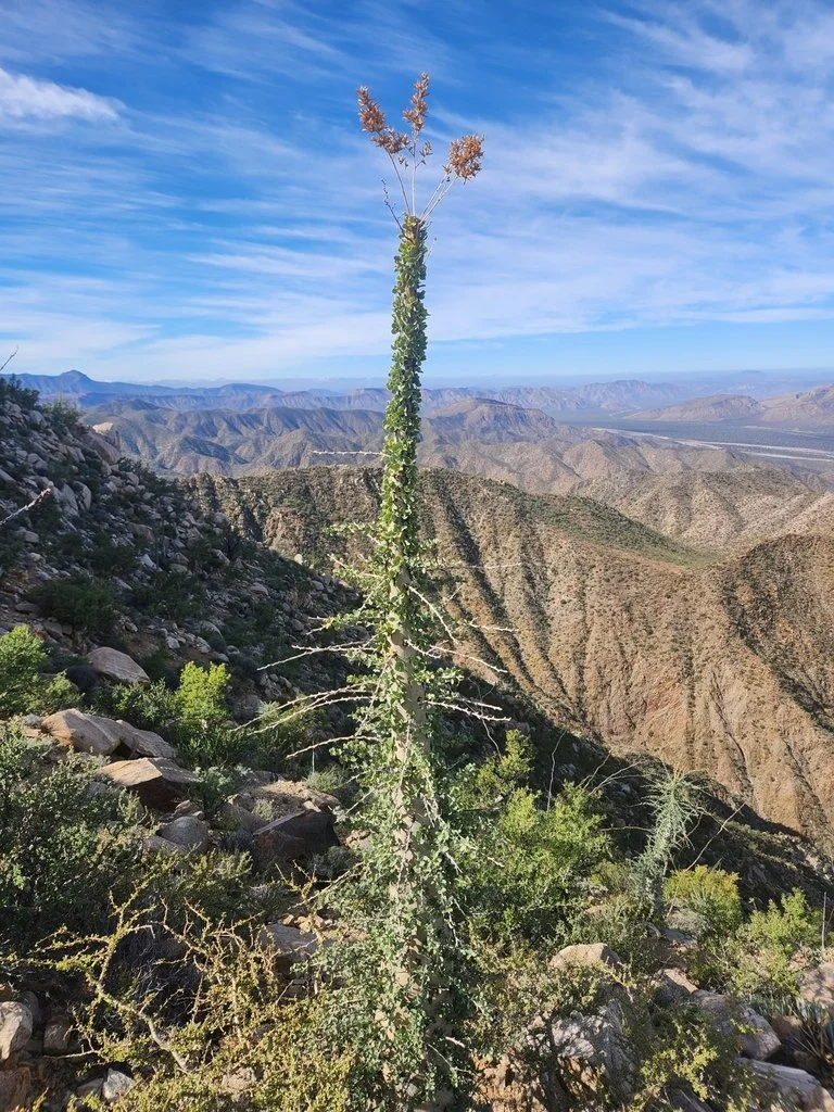 Boojum Tree (Fouquieria columnaris) — Spadefoot Nursery, Inc.