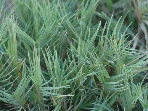 Saltgrass (Distichlis spicata) — Spadefoot Nursery, Inc.