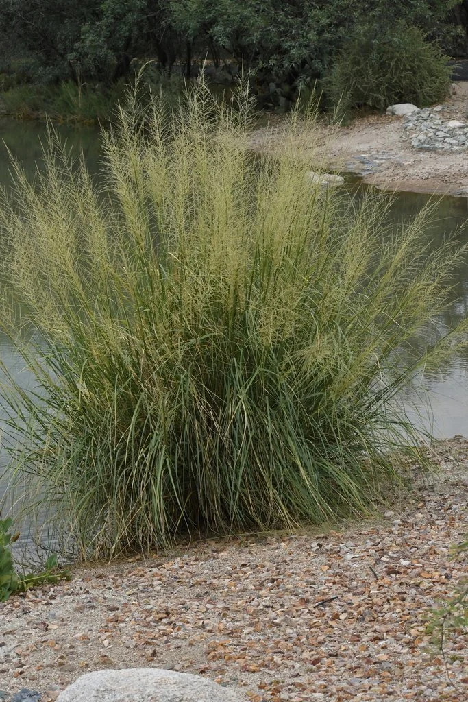 Giant Sacaton (Sporobolus wrightii) — Spadefoot Nursery, Inc.