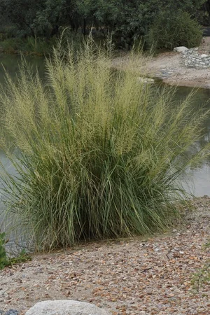 Giant Sacaton (Sporobolus wrightii) — Spadefoot Nursery, Inc.