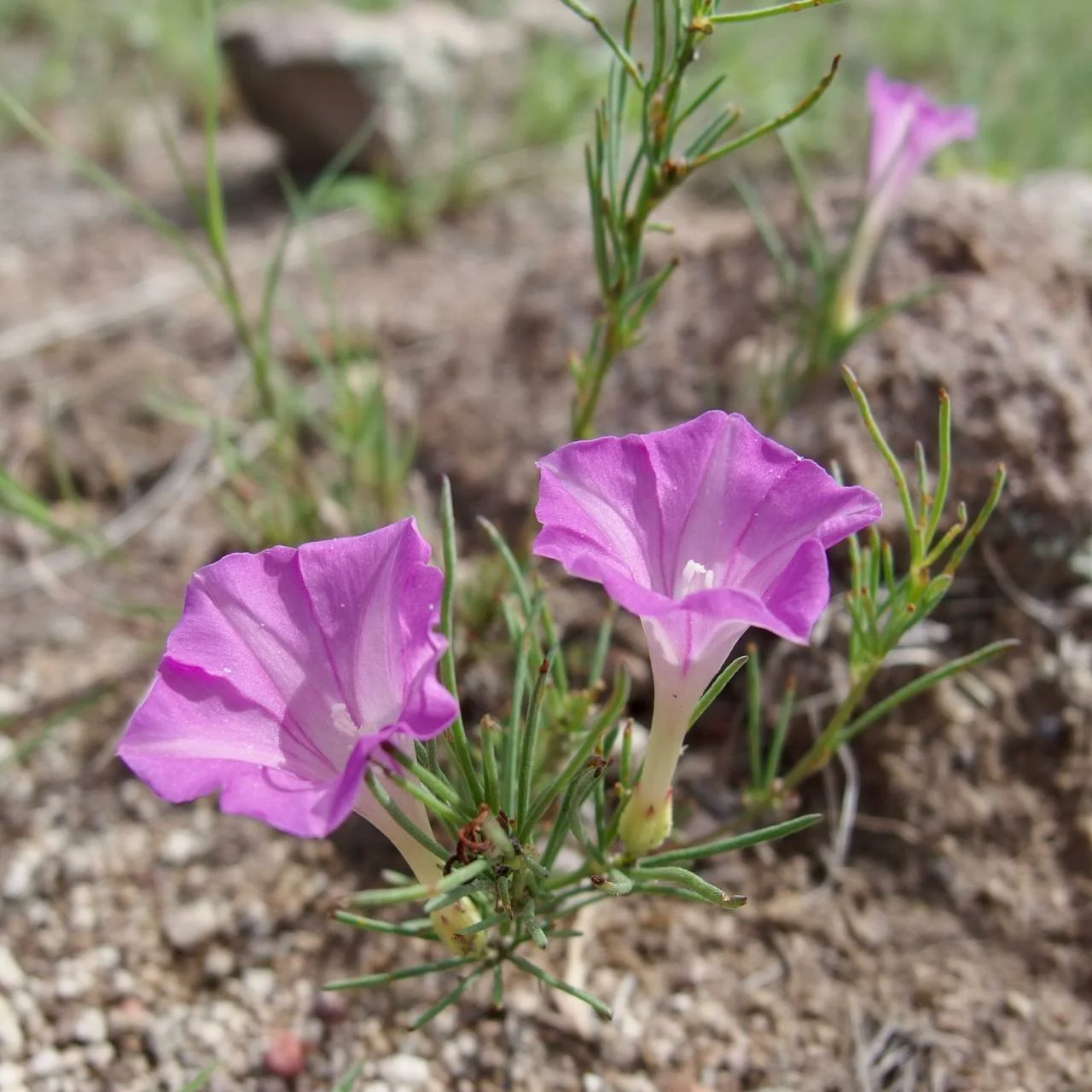 Morning Glory Vines (Ipomoea spp) — Spadefoot Nursery, Inc.