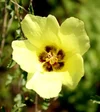 The Hibiscus genus (Hibiscus spp) — Spadefoot Nursery, Inc.