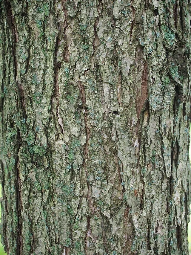 Chinkapin Oak (Quercus muehlenbergii) — Spadefoot Nursery, Inc.