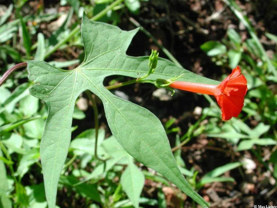 Morning Glory Vines (Ipomoea spp) — Spadefoot Nursery, Inc.