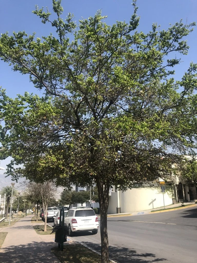 Anacua (Ehretia anacua) — Spadefoot Nursery, Inc.