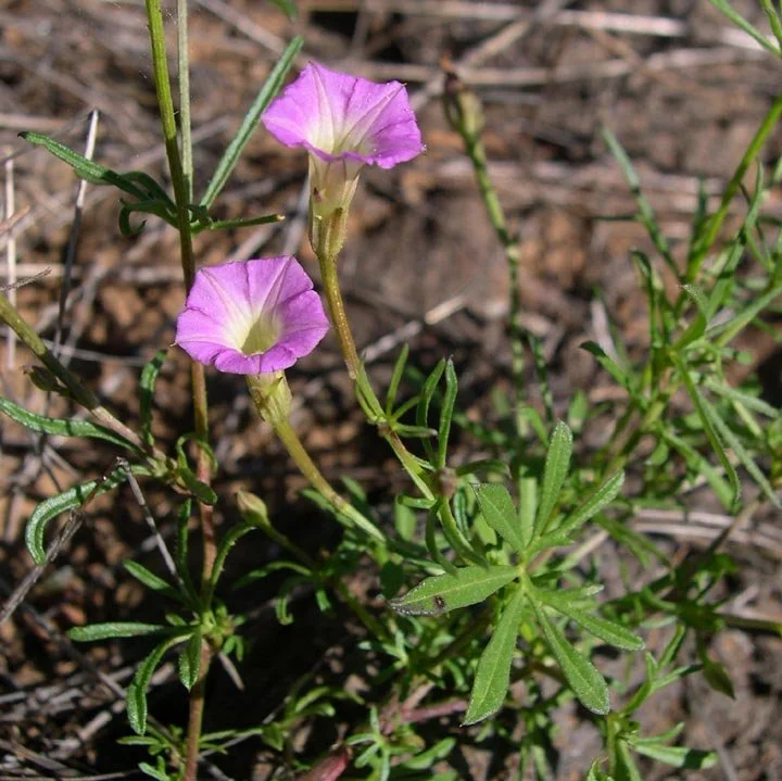 Morning Glory Vines (Ipomoea spp) — Spadefoot Nursery, Inc.