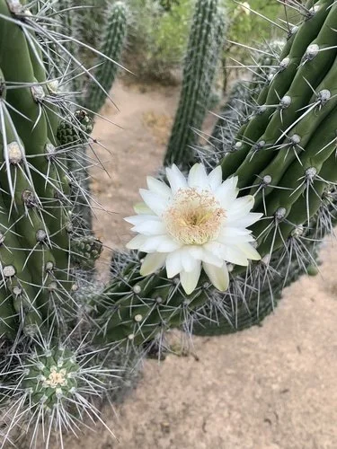 Toothpick Cactus (Stetsonia coryne) — Spadefoot Nursery, Inc.