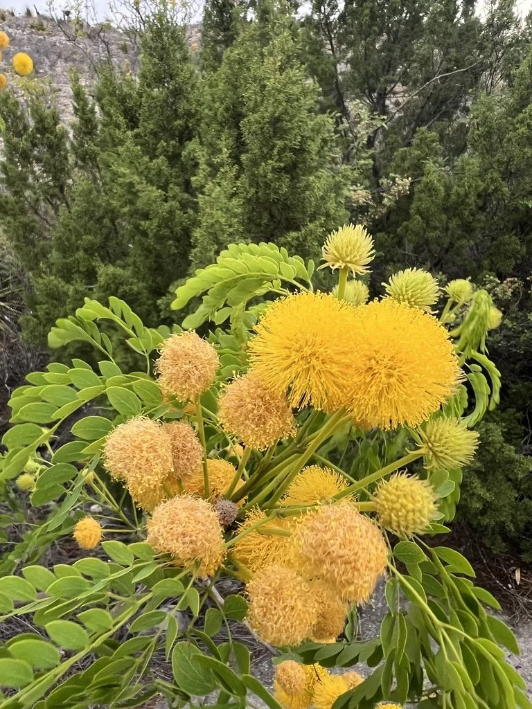 Golden-ball Lead Tree (Leucaena retusa) — Spadefoot Nursery, Inc.