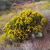 Turpentine Bush (Ericameria laricifolia) — Spadefoot Nursery, Inc.