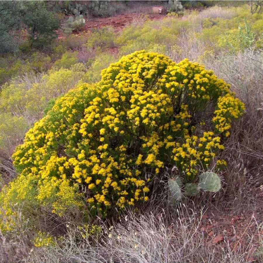 Turpentine Bush (Ericameria laricifolia) — Spadefoot Nursery, Inc.