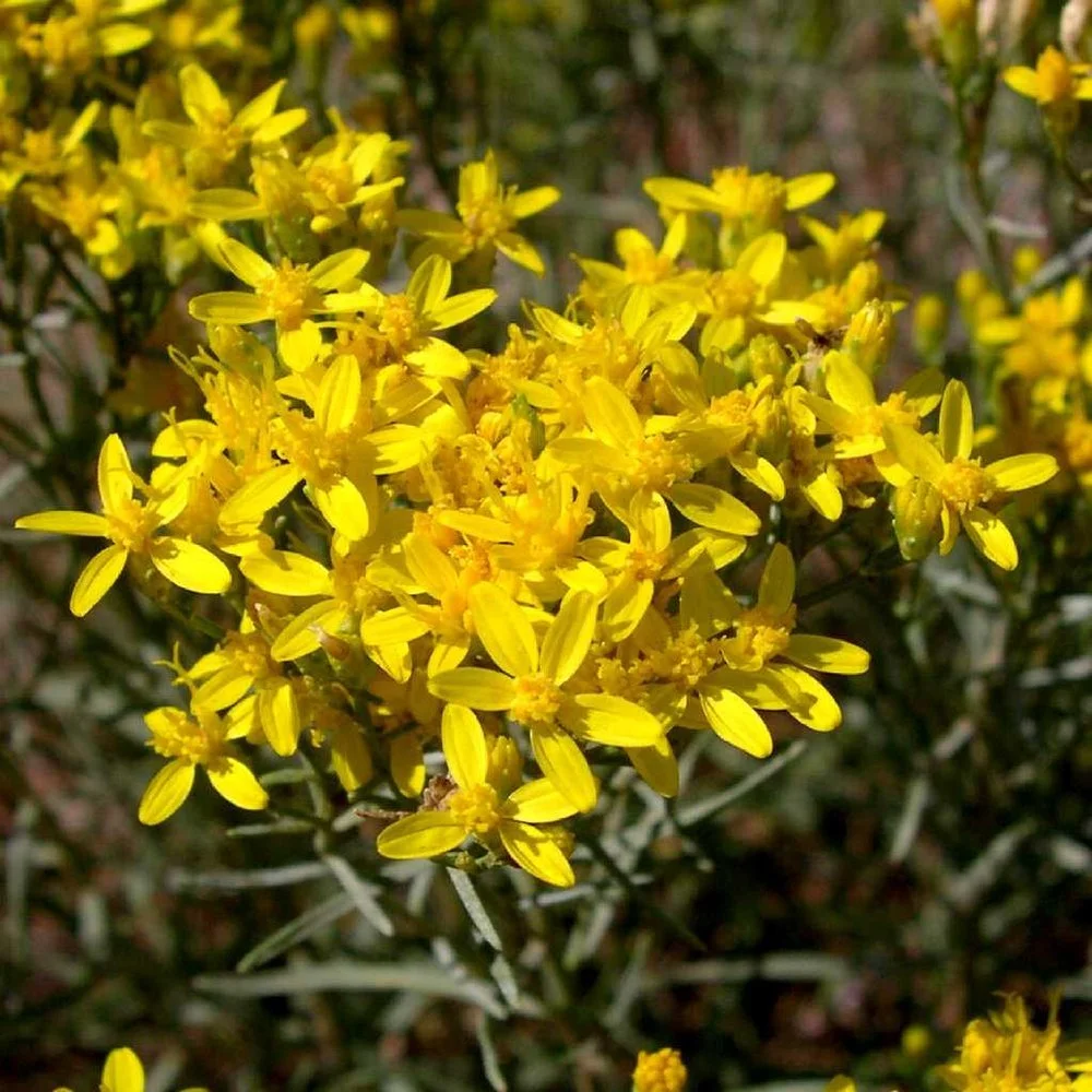 Broom Snakeweed (Gutierrezia sarothrae) — Spadefoot Nursery, Inc.