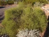 The Ragweeds (Ambrosia spp) — Spadefoot Nursery, Inc.