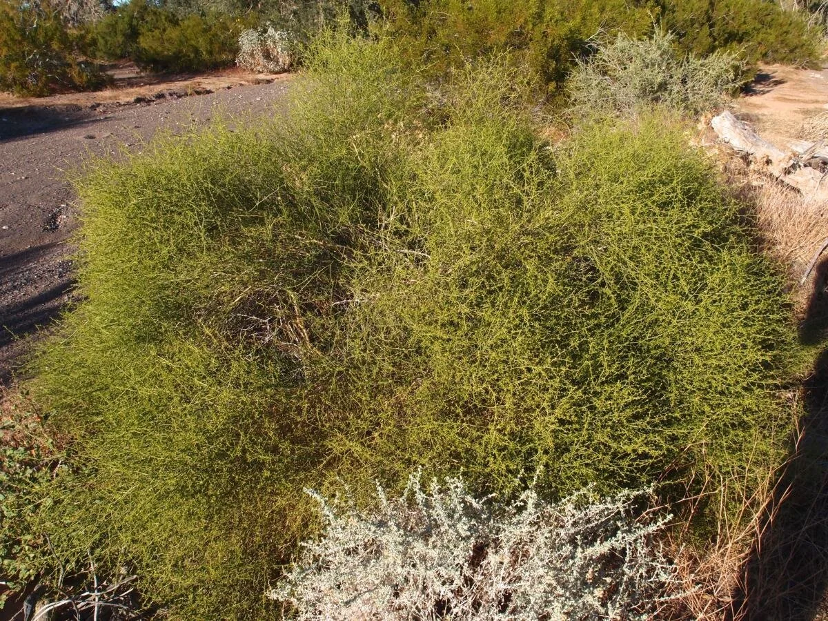 The Ragweeds (Ambrosia spp) — Spadefoot Nursery, Inc.