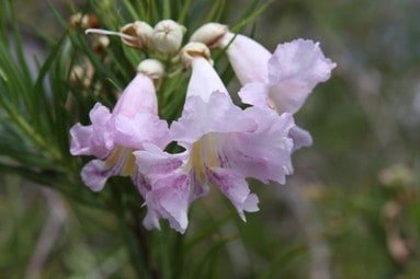 Desert Willow (Chilopsis linearis) — Spadefoot Nursery, Inc.