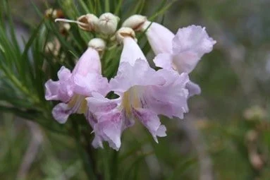 Desert Willow (Chilopsis linearis) — Spadefoot Nursery, Inc.