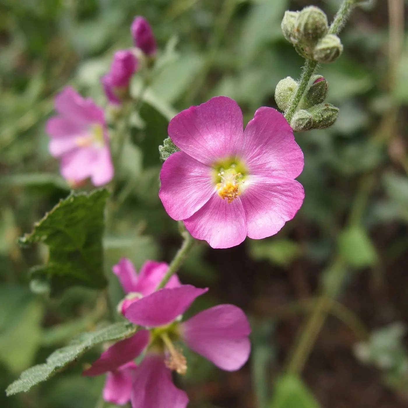The Globemallows (Sphaeralcea spp) — Spadefoot Nursery, Inc.