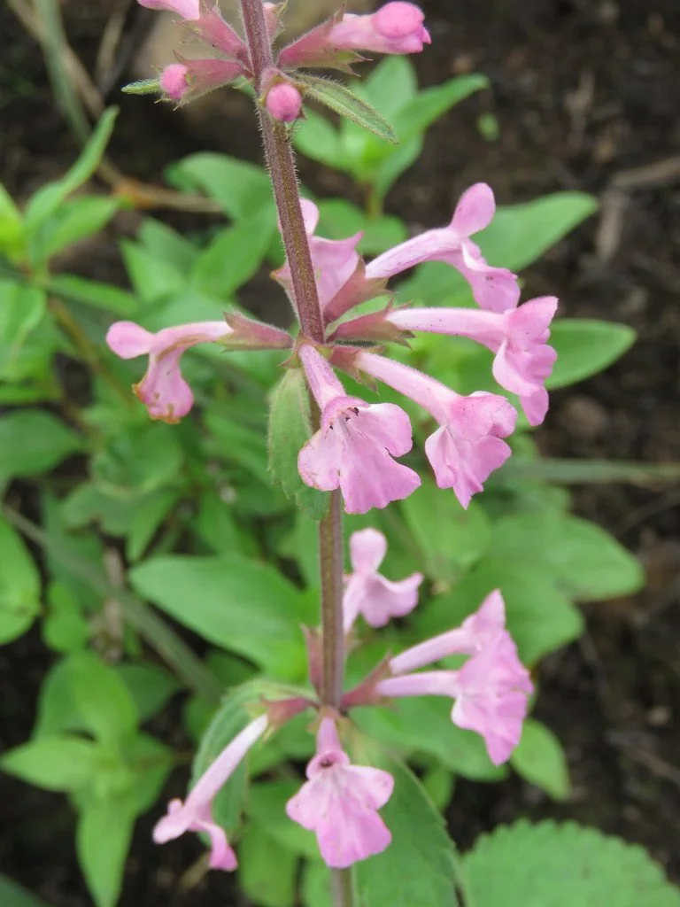 Betony or Scarlet Hedge-Nettle (Stachys coccinea) — Spadefoot Nursery, Inc.