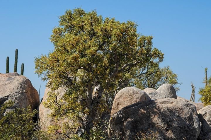 Baja Elephant Tree (Pachycormus discolor) — Spadefoot Nursery, Inc.