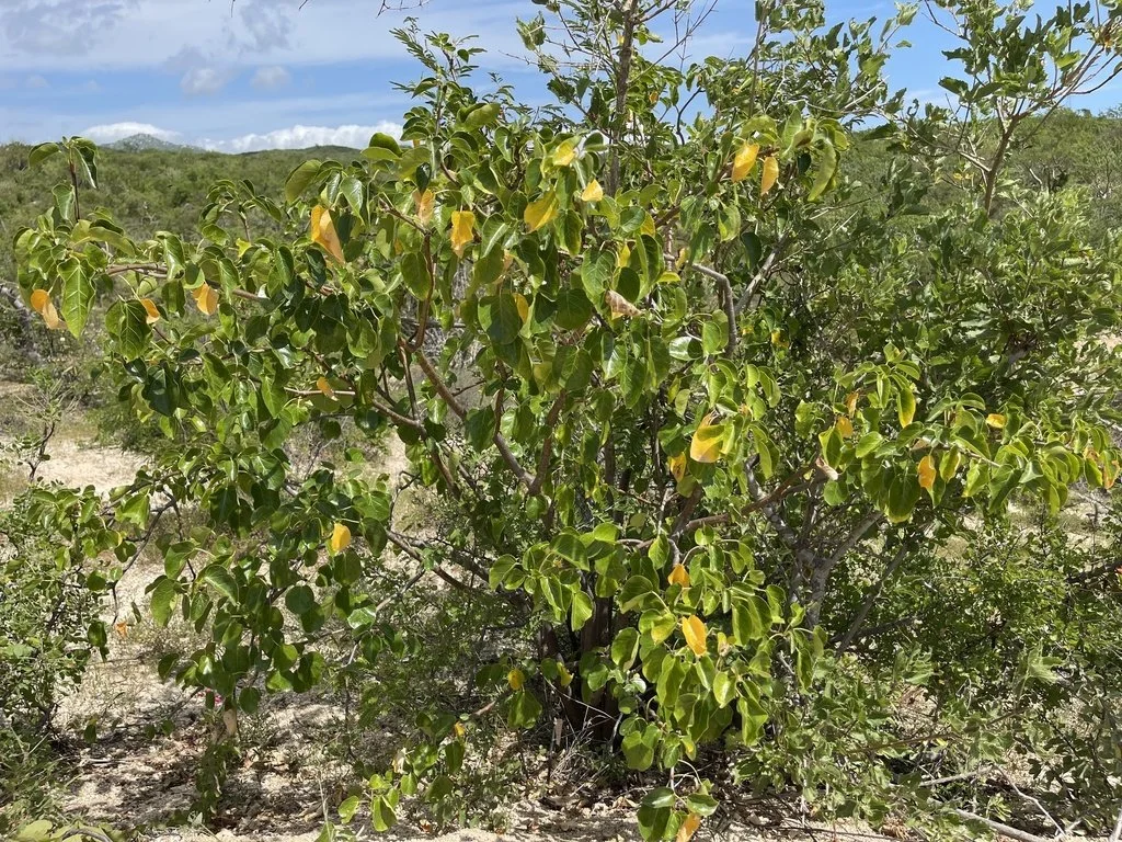 The Genus Jatropha, limberbushes — Spadefoot Nursery, Inc.