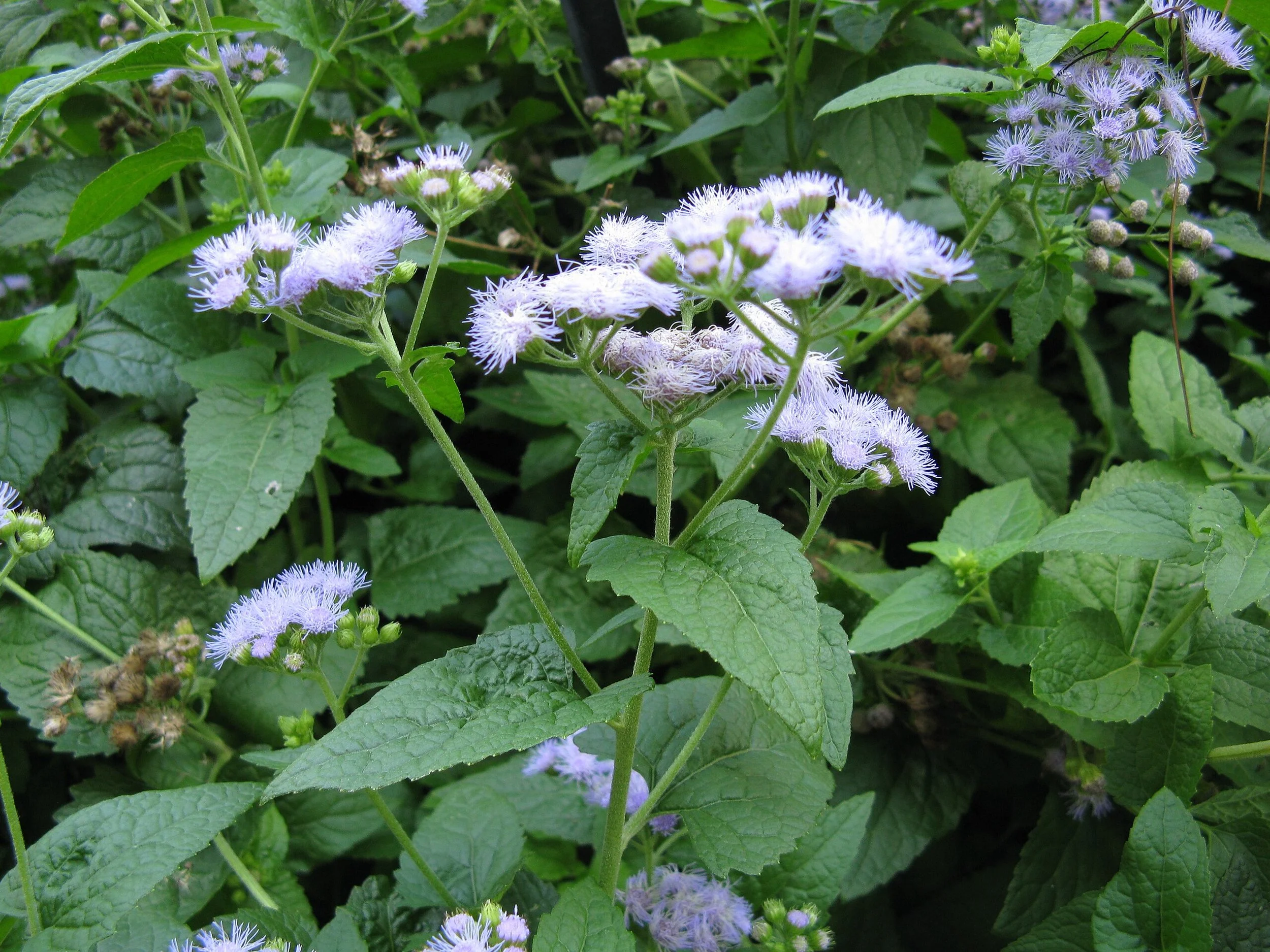 The Genus Conoclinium, Mistflowers — Spadefoot Nursery, Inc.