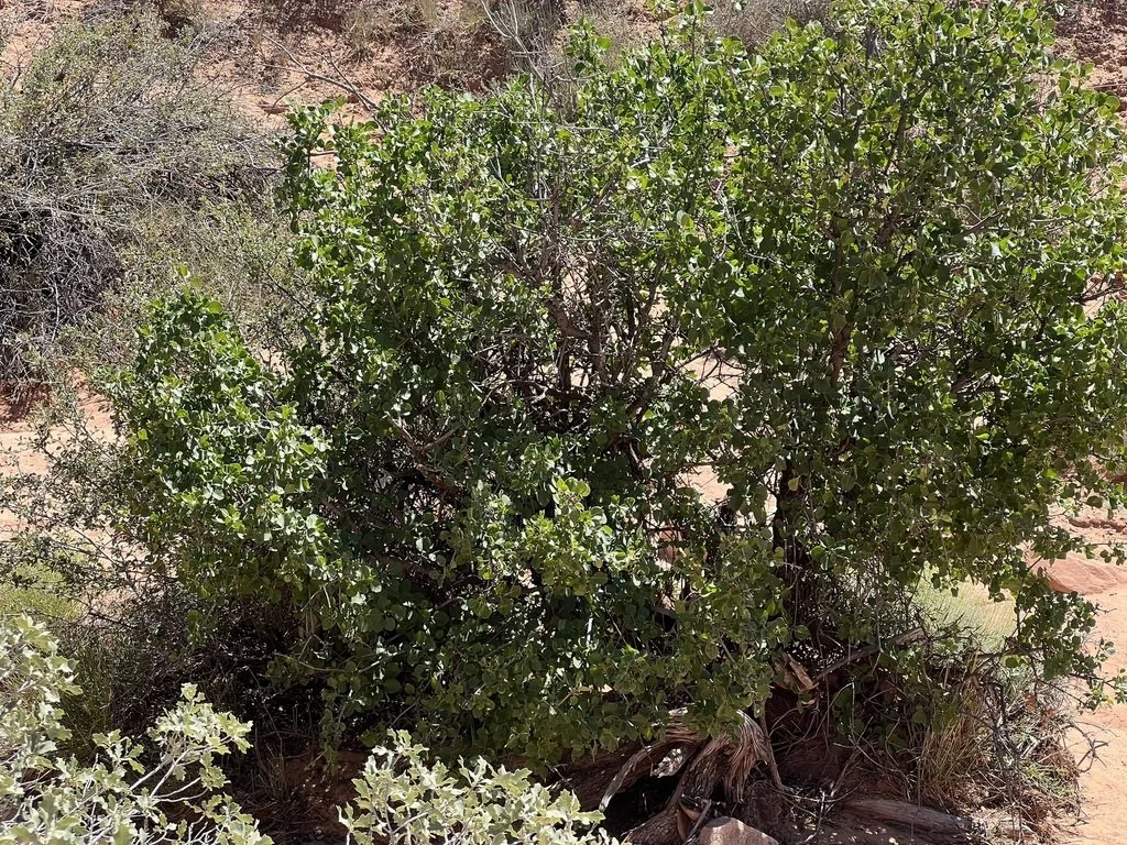 The Genus Fraxinus, Ash — Spadefoot Nursery, Inc.