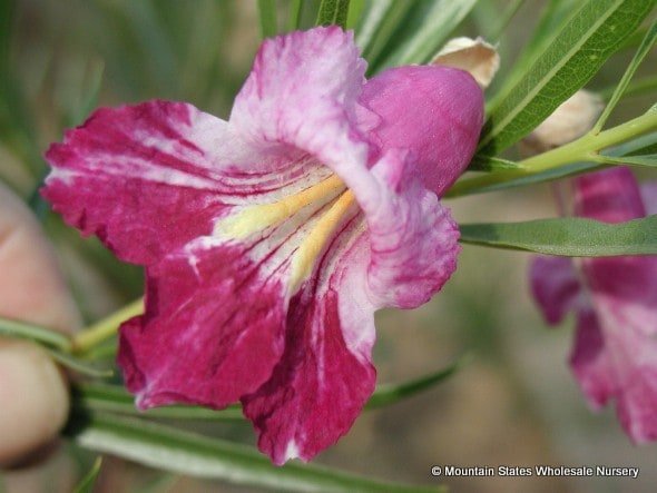 Desert Willow (Chilopsis linearis) — Spadefoot Nursery, Inc.