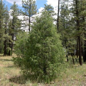 The Genus Juniperus, Junipers — Spadefoot Nursery, Inc.