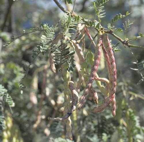 Velvet Mesquite (Neltuma velutina) — Spadefoot Nursery, Inc.