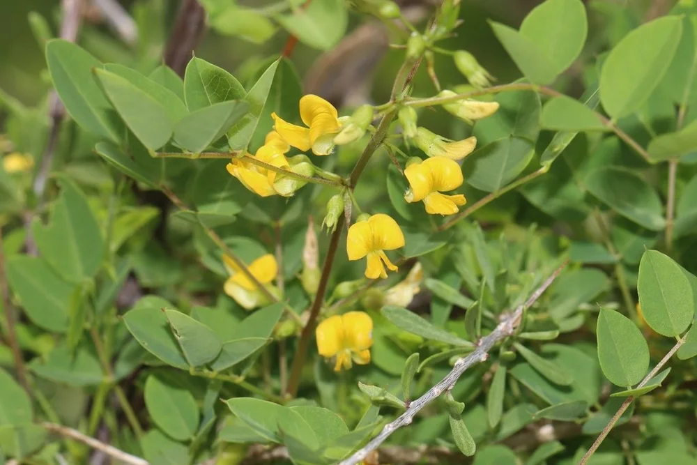 Schott’s Yellowhood (Nissolia schottii) — Spadefoot Nursery, Inc.