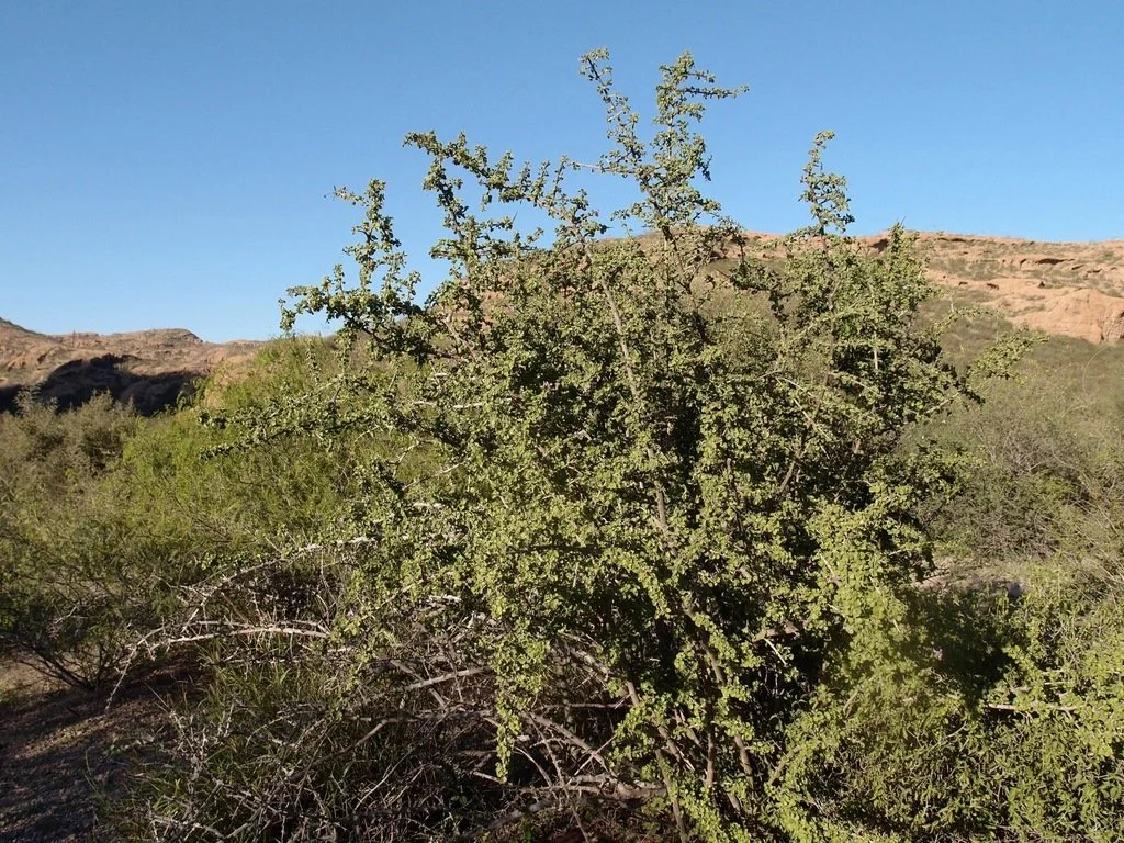 Bush Verbena (Citharexylum flabellifolium) — Spadefoot Nursery, Inc.