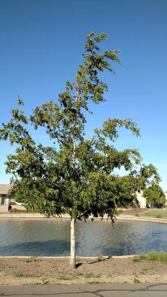 Mexican Red Oak (Quercus canbyi) — Spadefoot Nursery, Inc.