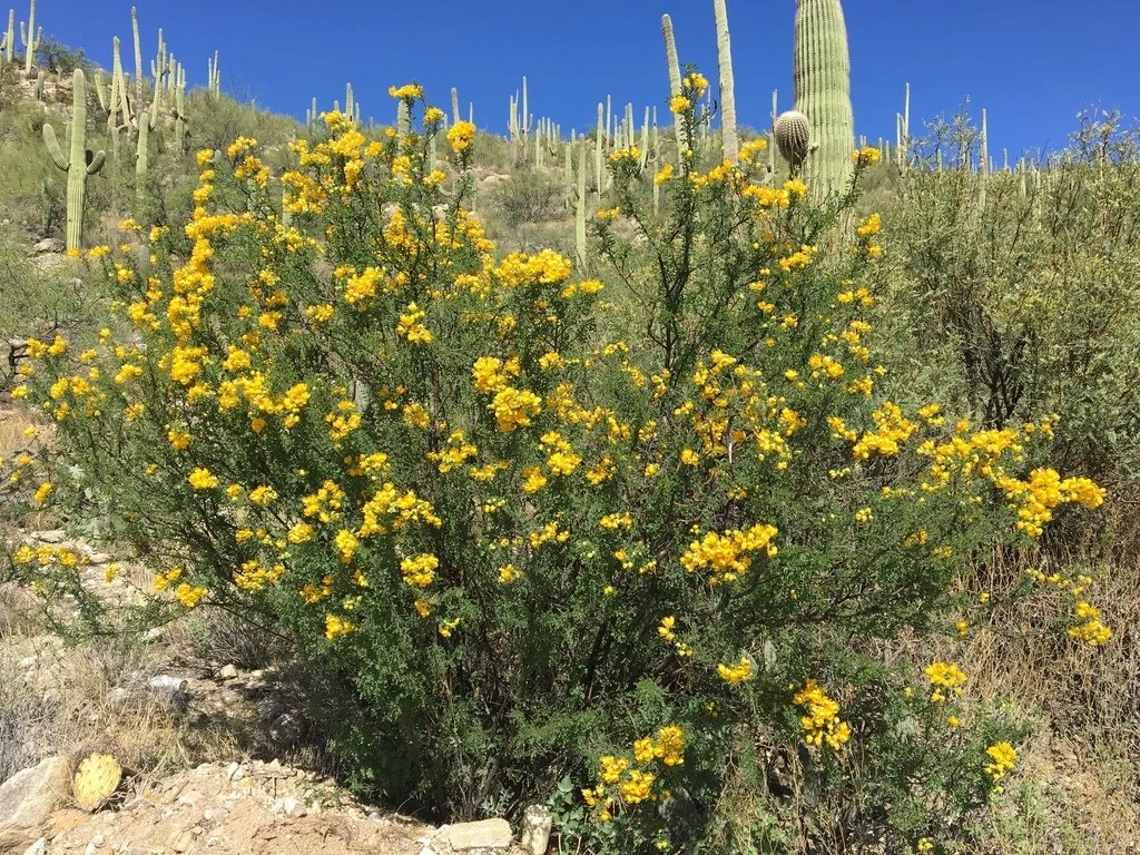 The Genus Senna — Spadefoot Nursery, Inc.
