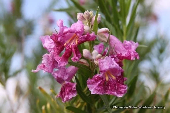 Desert Willow (Chilopsis linearis) — Spadefoot Nursery, Inc.