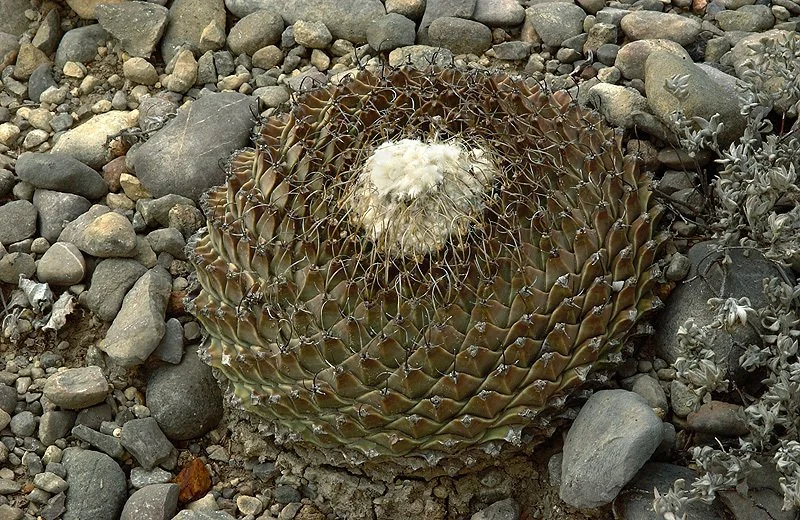 Obregonia denegrii — Spadefoot Nursery, Inc.