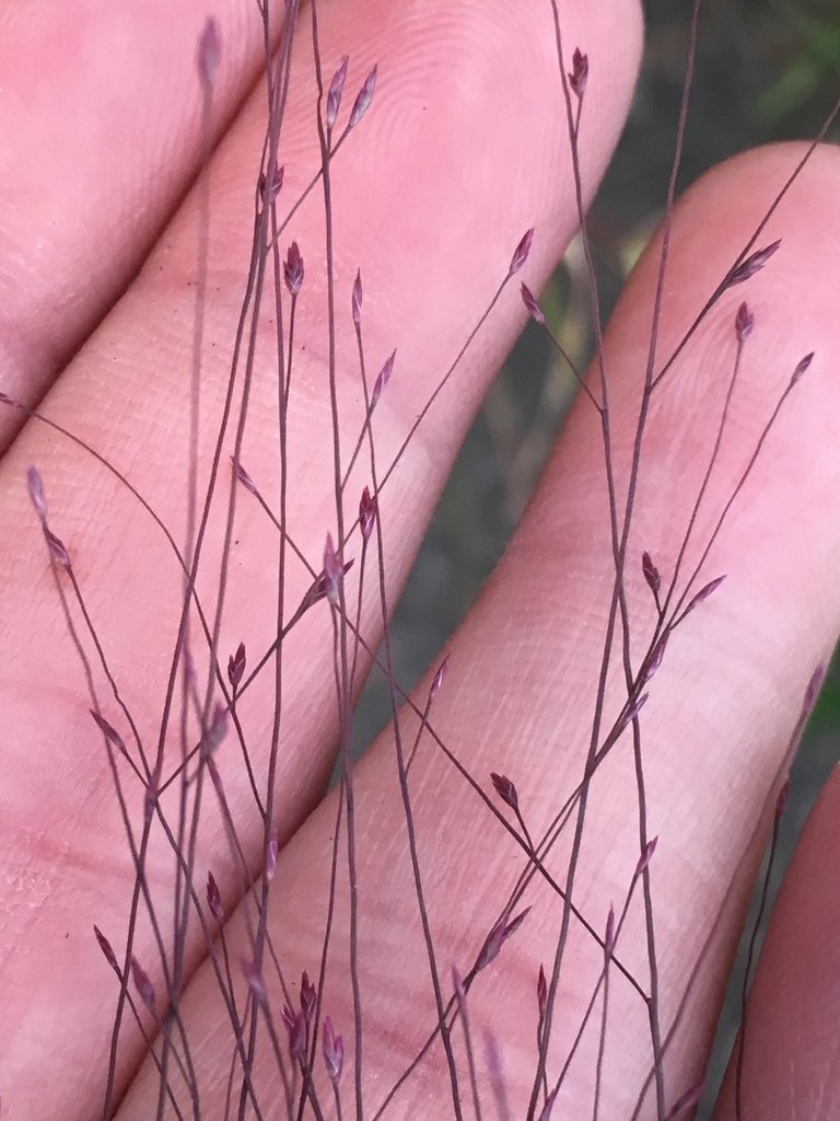 Hairawn Muhly (Muhlenbergia capillaris) — Spadefoot Nursery, Inc.