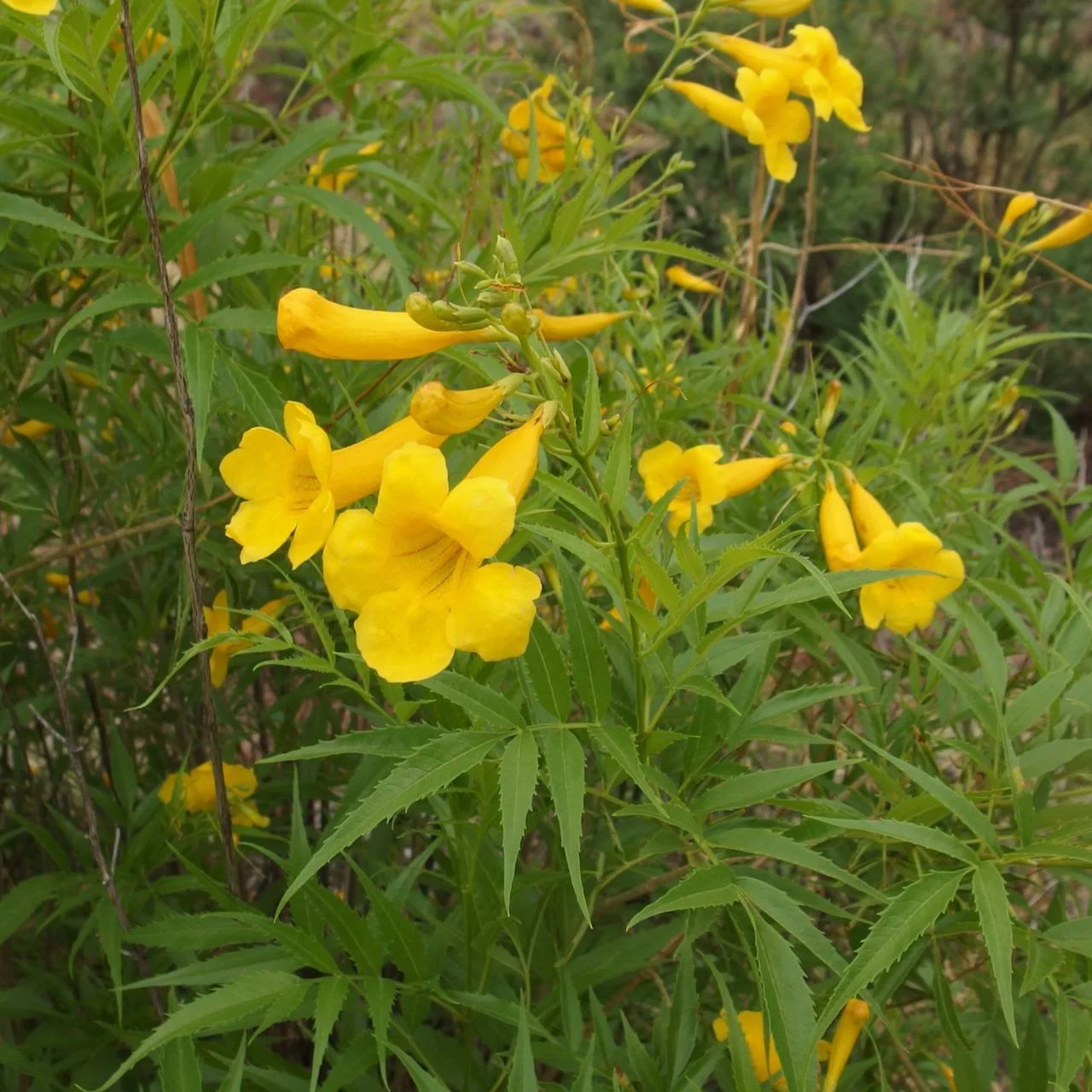 The Genus Tecoma, Esperanza — Spadefoot Nursery, Inc.
