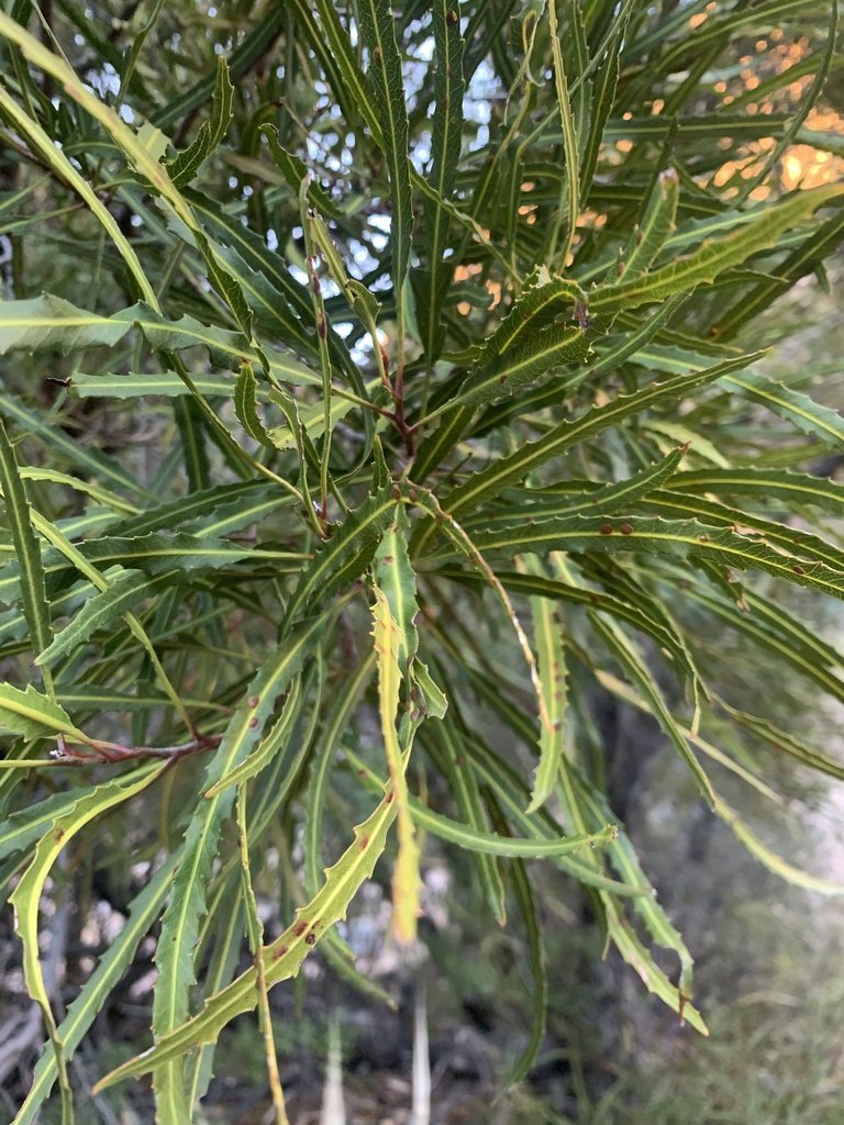 Slimleaf Rosewood (Vauquelinia corymbosa) — Spadefoot Nursery, Inc.