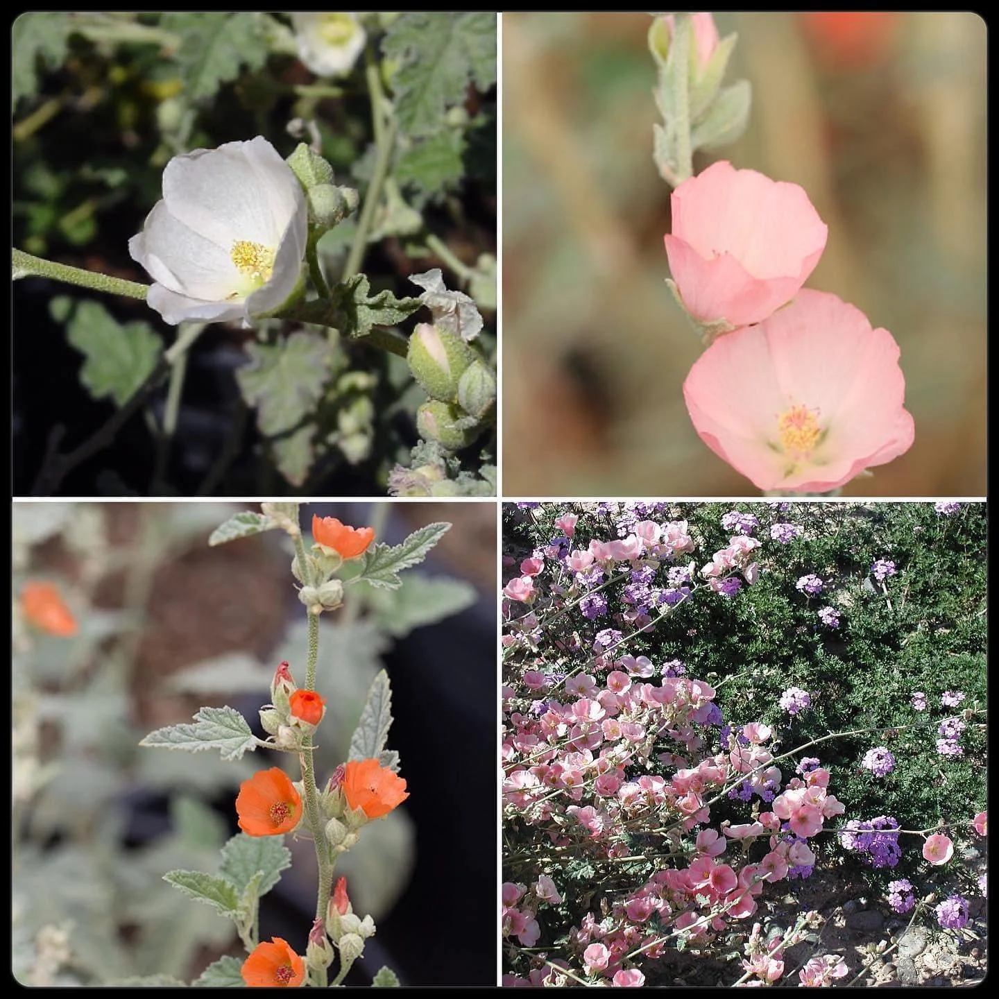 The Globemallows (Sphaeralcea spp) — Spadefoot Nursery, Inc.