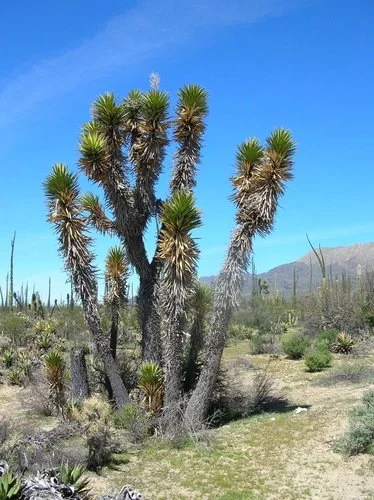Yucca — Spadefoot Nursery, Inc.