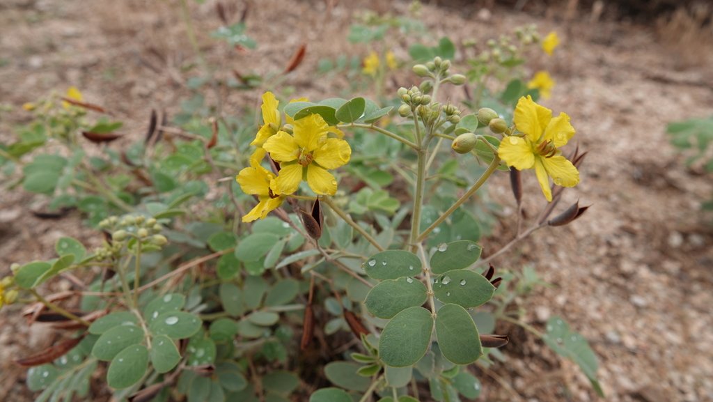The Genus Senna — Spadefoot Nursery, Inc.
