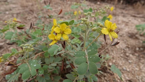 The Genus Senna — Spadefoot Nursery, Inc.