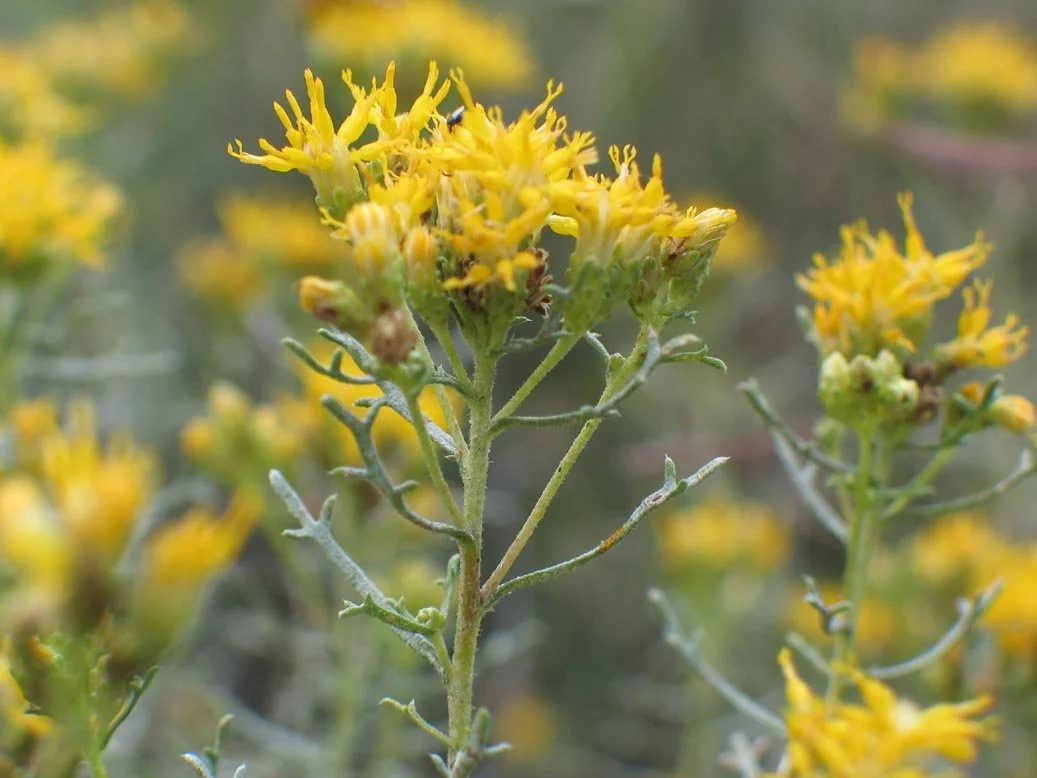 The Genus Isocoma, Goldenweeds — Spadefoot Nursery, Inc.