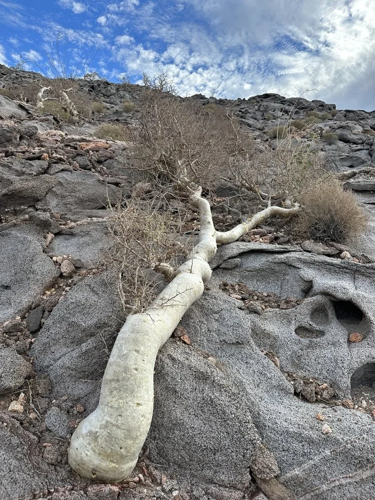 Baja Elephant Tree (Pachycormus discolor) — Spadefoot Nursery, Inc.