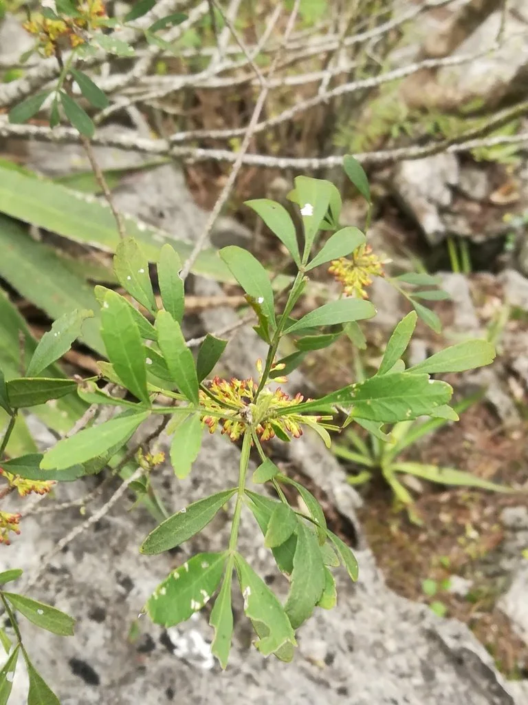 Gregg's Ash (Fraxinus greggii) — Spadefoot Nursery, Inc.