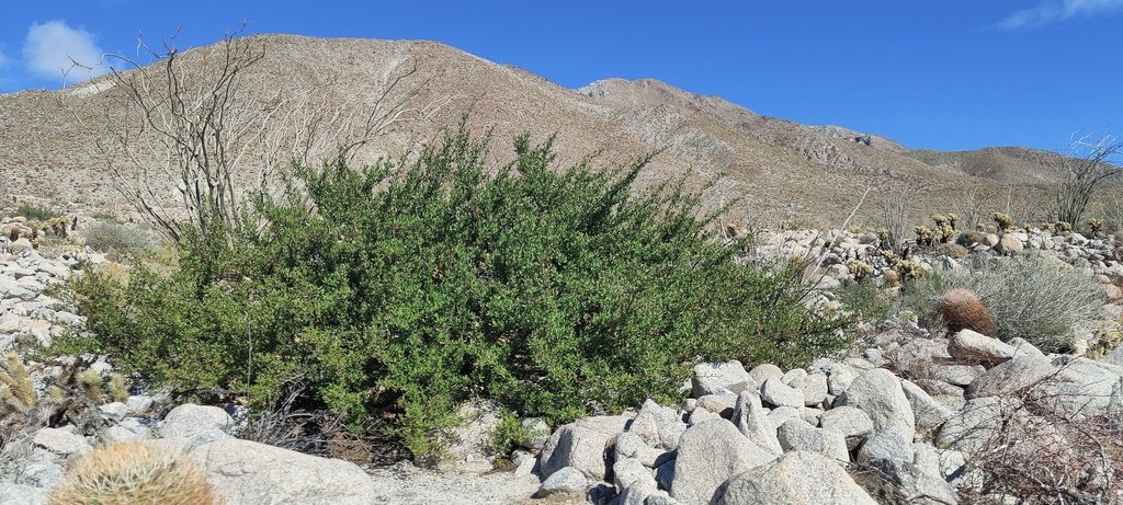 Elephant Tree (Bursera microphylla) — Spadefoot Nursery, Inc.