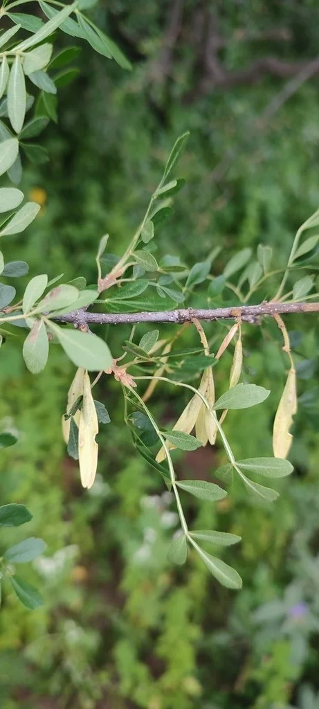 Gregg's Ash (Fraxinus greggii) — Spadefoot Nursery, Inc.