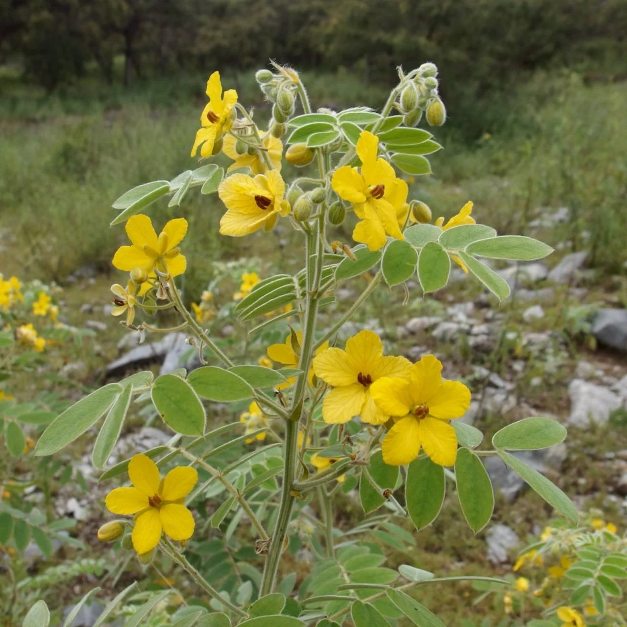 The Genus Senna — Spadefoot Nursery, Inc.