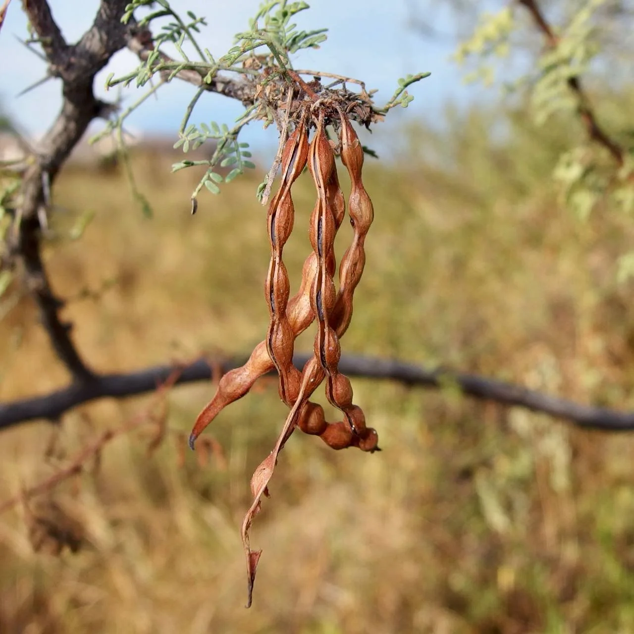 Whitethorn Acacia (Vachellia constricta) — Spadefoot Nursery, Inc.